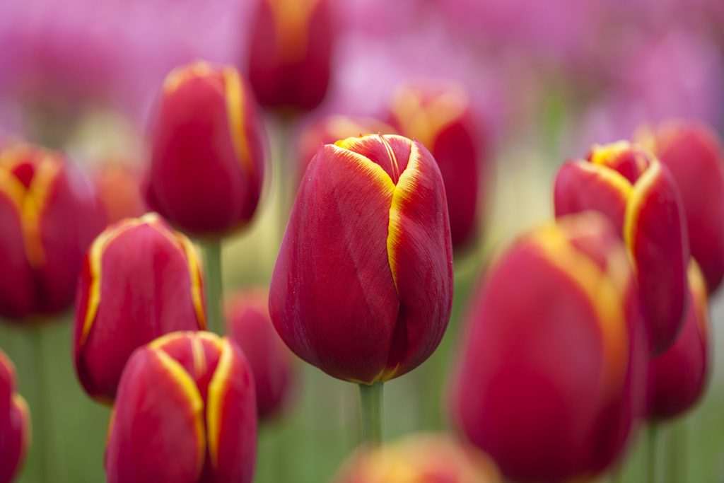 Tulips - clivenichols.com