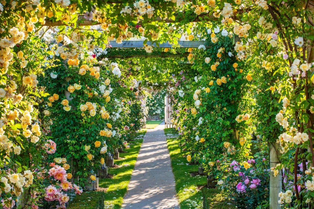 David Austin Roses - clivenichols.com