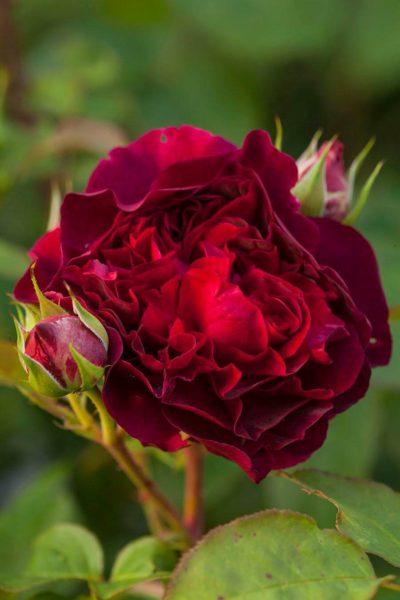 David Austin Roses - clivenichols.com